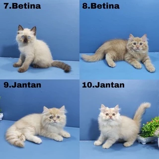 Jual Kucing Ragdoll Terlengkap & Harga Terbaru Juni 2024 | Shopee Indonesia