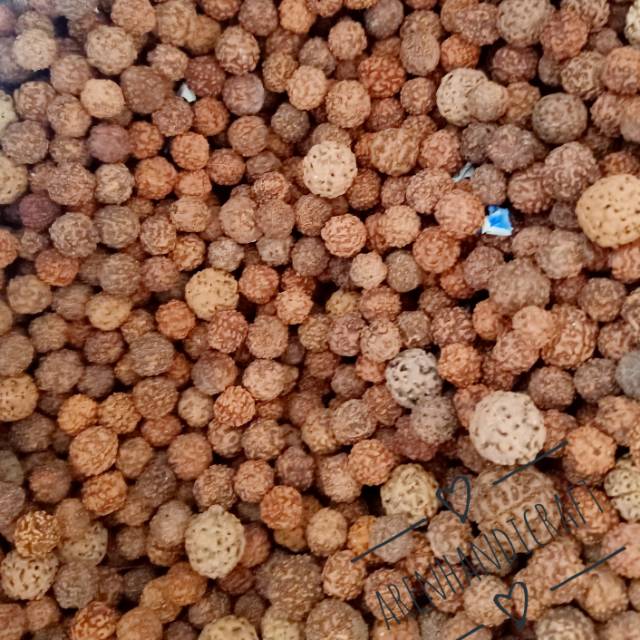 Jual ARENHANDICRAFT Biji Jenitri | Shopee Indonesia