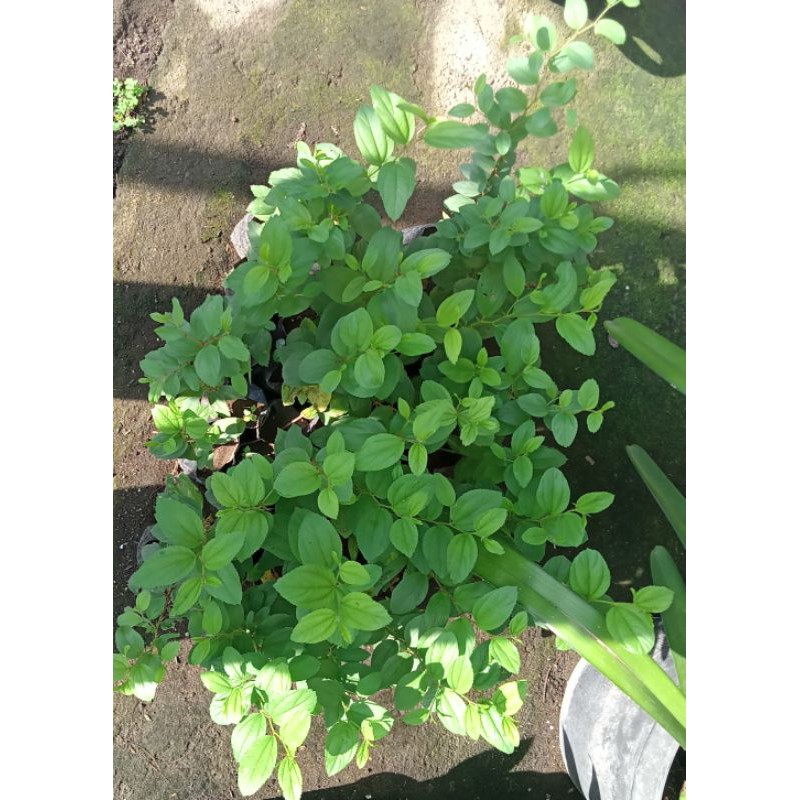 Jual Tanaman bidara atau widara (Ziziphus Mauritiana Plant) | Shopee ...