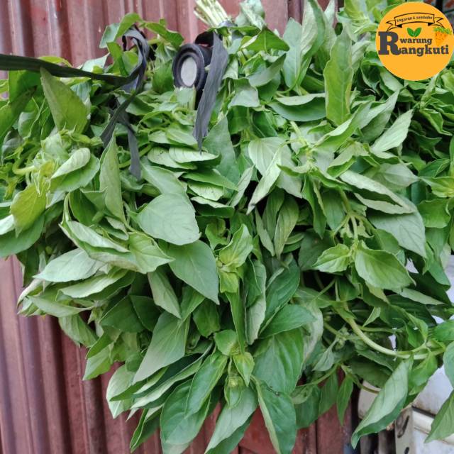 Jual Kemangi dan Poh-Pohan | Shopee Indonesia