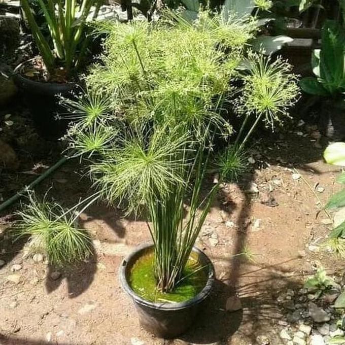 Jual Tanaman papyrus mini/jenis tanaman air | Shopee Indonesia