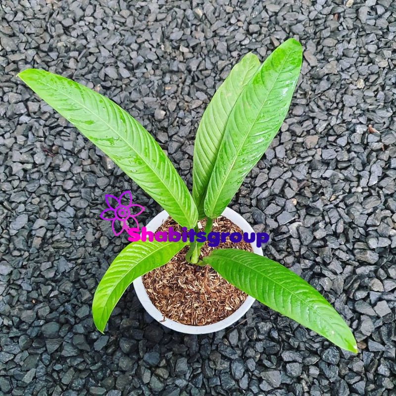 Jual [BISA COD] tanaman philodendron lynette - tanaman philo inet ...