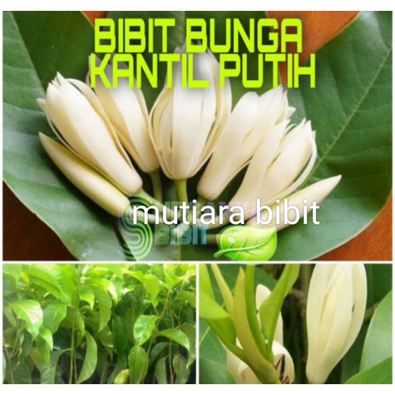Jual Bibit bunga kantil putih | Shopee Indonesia