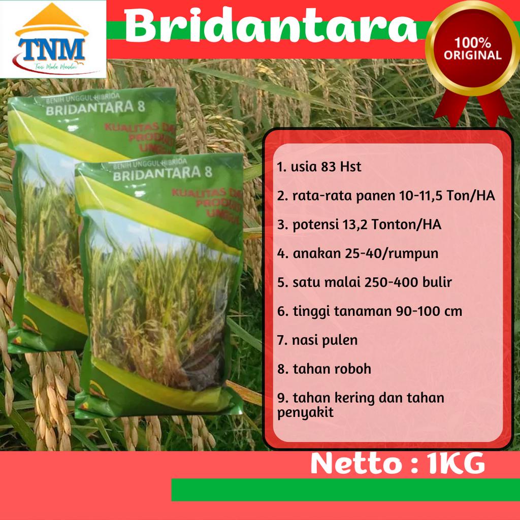 Jual BIJI PADI BRIDANTARA 8 BENIH HIBRIDA 1KG | Shopee Indonesia