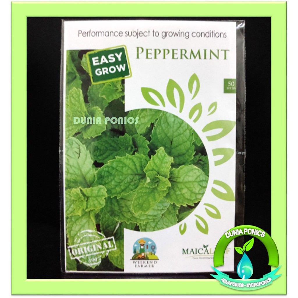 Jual 1 Pack Benih Daun Mint PEPPERMINT Maica Leaf 50 Seeds / Butir ...