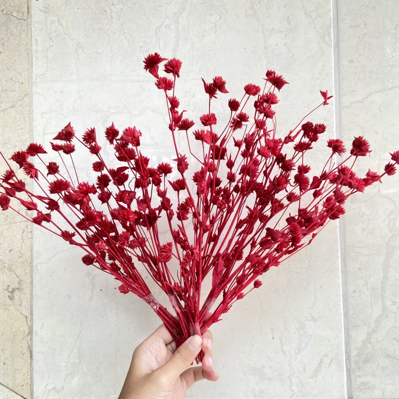 Jual [1 ikat kecil] Bunga Kering Tapak Liman | Dried Flower | Bahan ...
