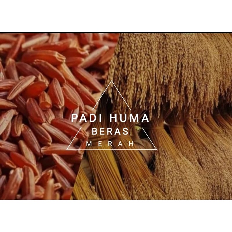 Jual BENIH PADI HUMA 1 KG BERTANGKAI PANJANG BERAS MERAH HUMA | Shopee ...