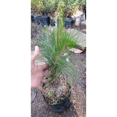 Jual Bibit tanaman Pinus - cemara Pinus - pohon Cemara | Shopee Indonesia
