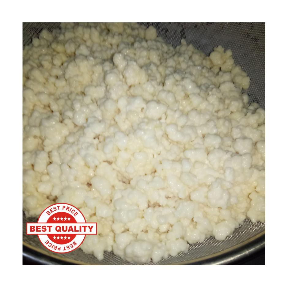 Jual BIBIT KEFIR GRAIN ASLI GRADE A 100 GR (Bukan starter atau bibit ...