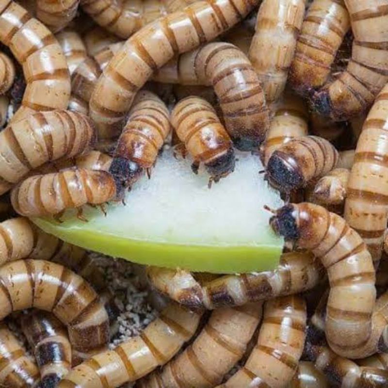 Jual Ulat Jerman / Ulat Jerman Pakan Ikan Arowana dan Burung / Pakan ...