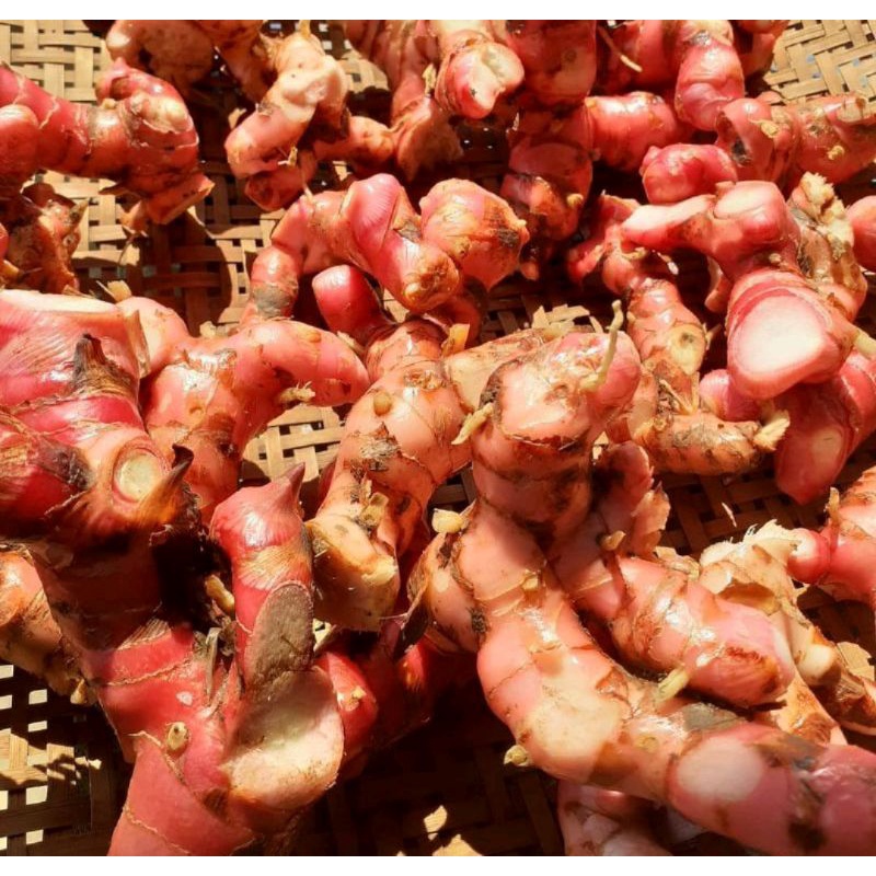 Jual lengkuas merah /lengkuas hutan terbaik 1kg | Shopee Indonesia