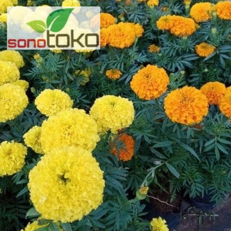 Jual Tanaman Hias Bunga Marigold/Marygold Kuning-Orange Tanaman Anti ...