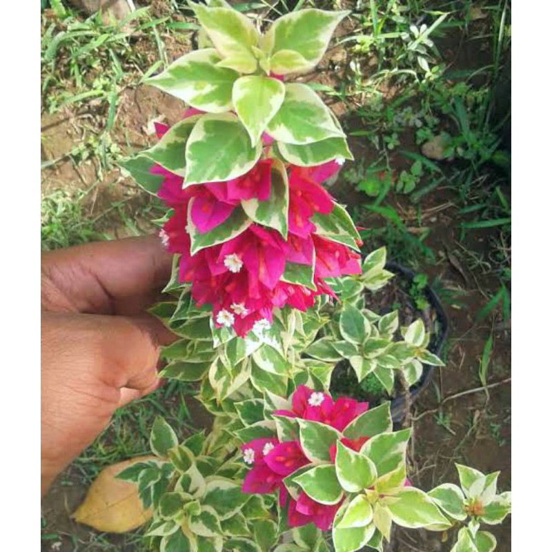 Jual Bunga Bugenvil Mikro Varigata Singapore Shopee Indonesia