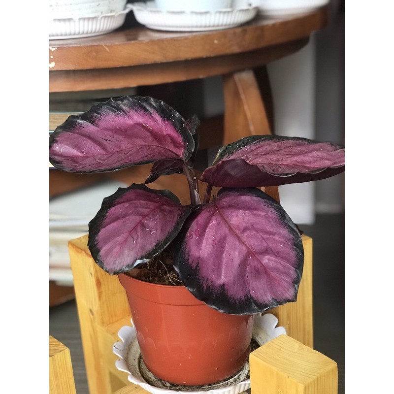 Jual Tanaman hias bunga Calathea crimson ungu import rimbun sesuai foto ...