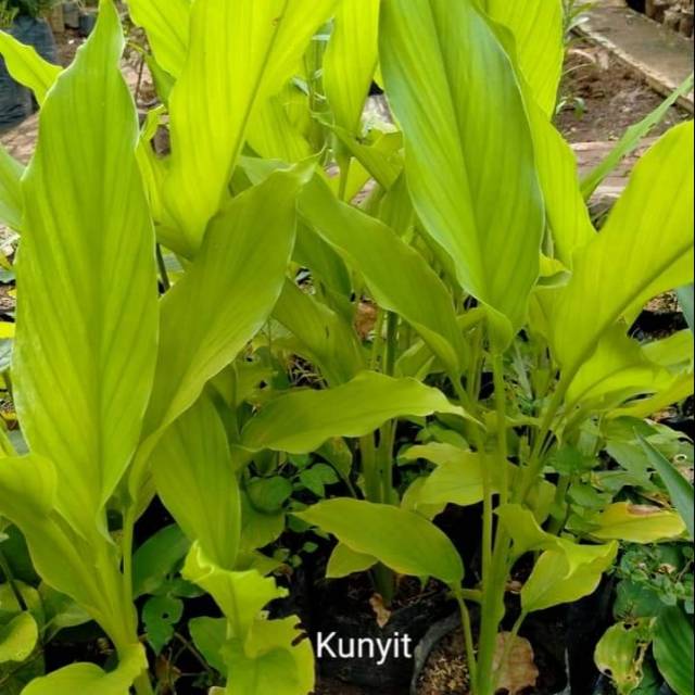 Jual Tanaman herbal kunyit,. Tanaman kunyit, tanaman rimpang kunyit ...
