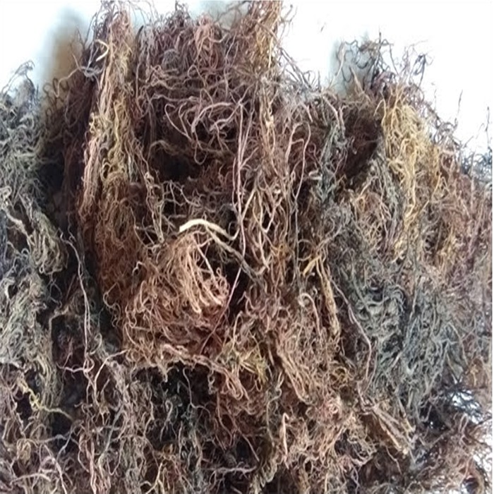 Jual RUMPUT LAUT KERING UNTUK AGAR-AGAR 500GR/RUMPUT LAUT BAHAN AGAR ...