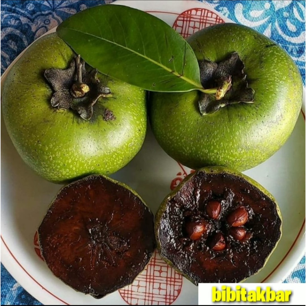 Jual Black Sapote / Sawo Hitam (Sambung) | Shopee Indonesia