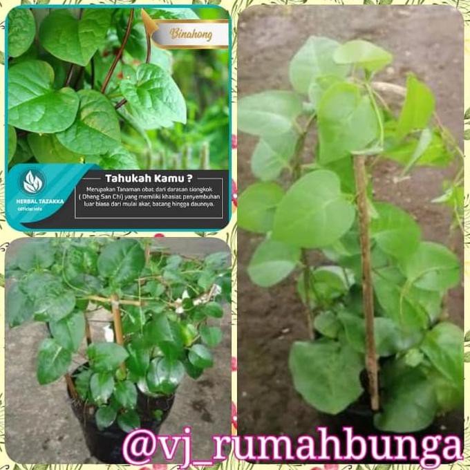 Jual Populer] Bibit Obat Daun Binahong/Tanaman Obat Binahong/Pohon Obat ...