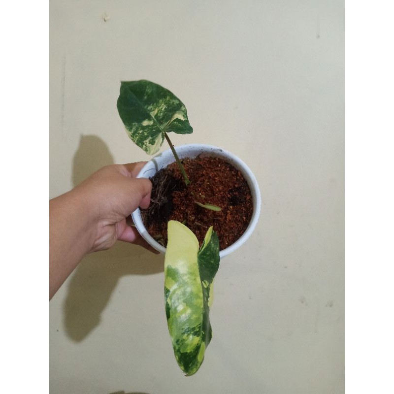 Jual BURLERMARK VARIGATA REALPICT SEPERTI KABEL BUSI VARIGATA | Shopee ...
