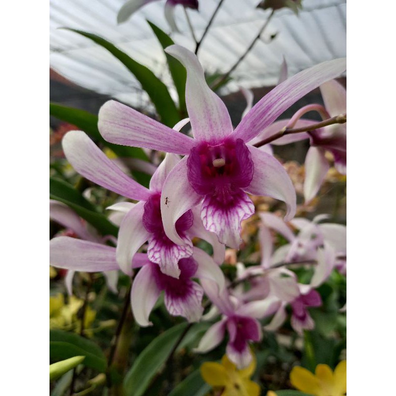 Jual Dendrobium Caesar Red X Charming White | Shopee Indonesia
