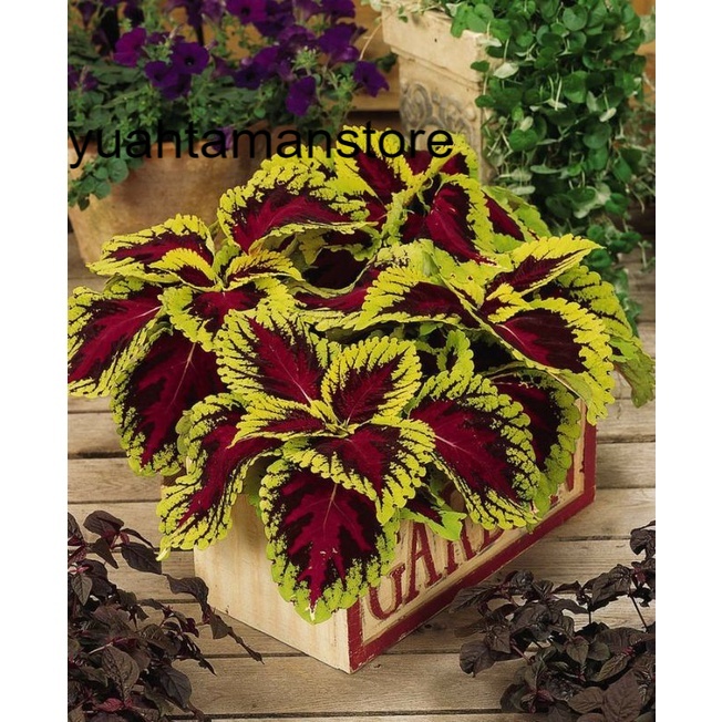 Jual FLORA | Tanaman Hias Miana Tanaman Hias Murah Miana Langka Bunga ... Jual FLORA | Tanaman Hias Miana Tanaman Hias Murah Miana Langka Bunga ...