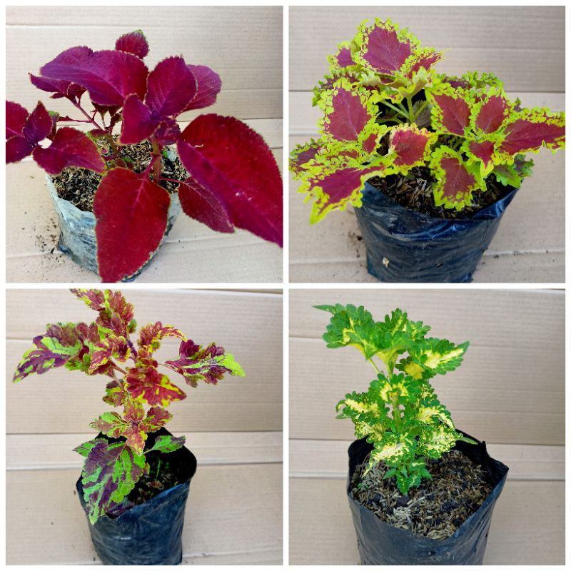 Jual tanaman coleus miana /jawer kotok 1 paket | Shopee Indonesia