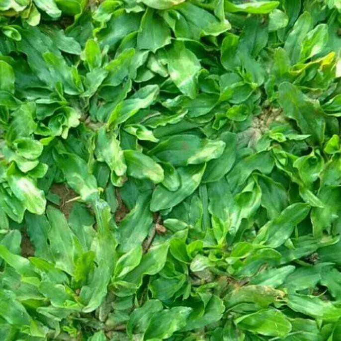 Jual rumput gajah mini super 1 karung besar isi 2 M2 | Shopee Indonesia