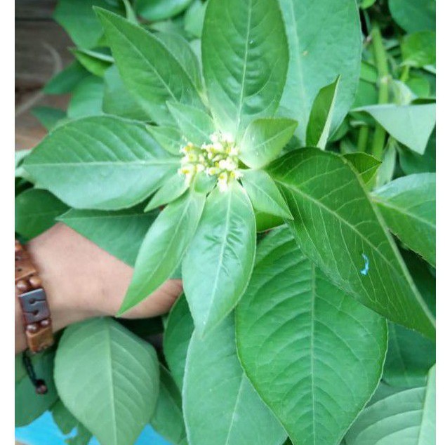 Jual Daun Patik Mas Atau Daun Kate Mas Segar Per 500 Gram | Shopee ...