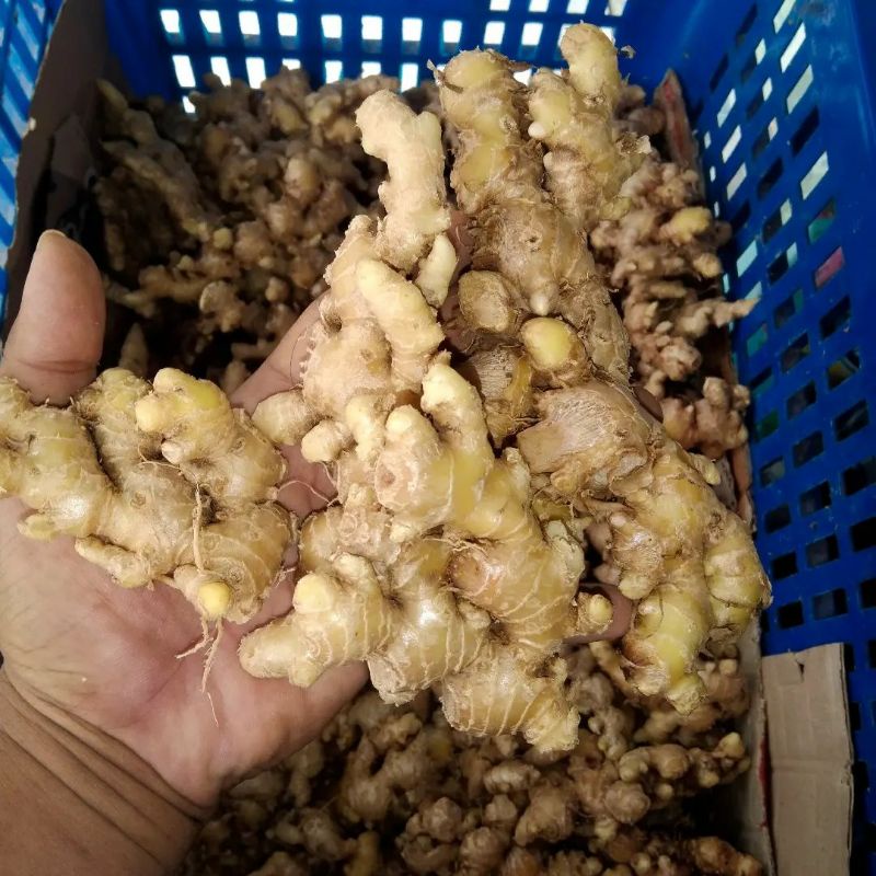Jual Jahe emprit segar 1kg / white ginger 1kg | Shopee Indonesia