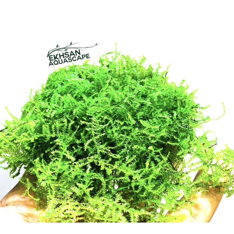 Jual JAVA MOSS TANAMAN AQUASCAPE PER NAMPAN 30x20CM | Shopee Indonesia