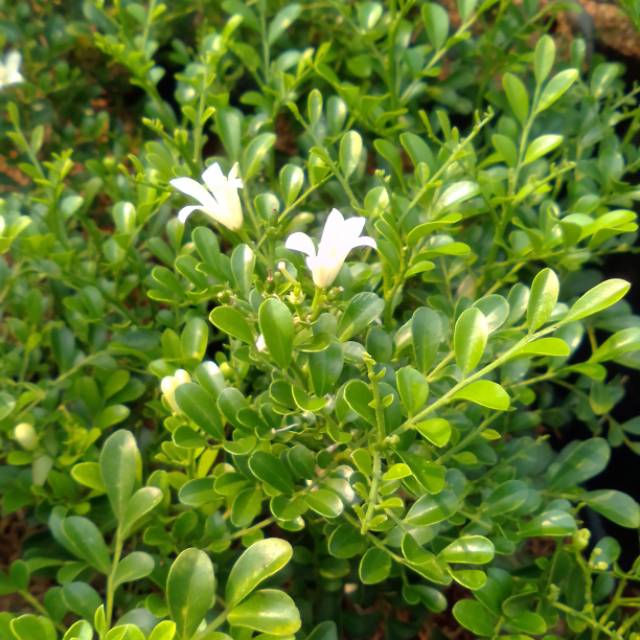 Jual Tanaman hias kemuning mini wangi | Shopee Indonesia