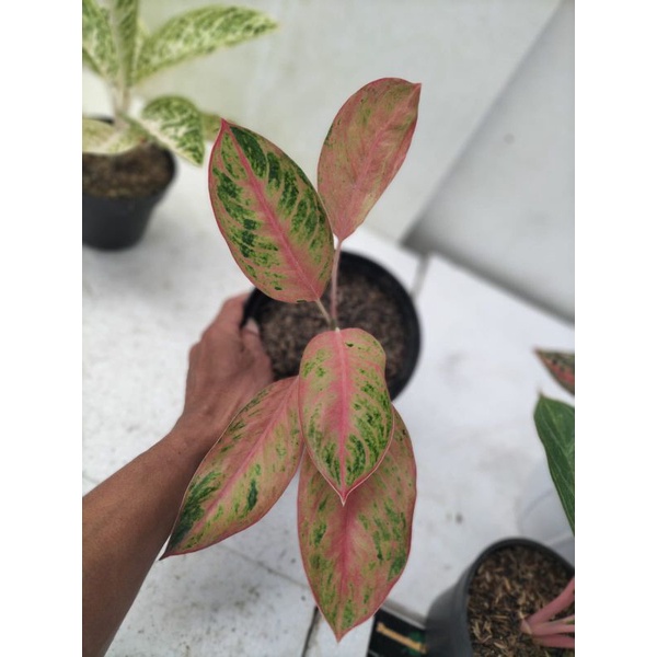 Jual bunga tembaga siam daun 5+ | Shopee Indonesia