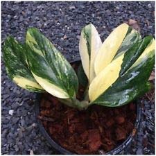 Jual Tanaman Hias Bunga Monstera Standleyana Tanmana Bunga Hijau Putih ...