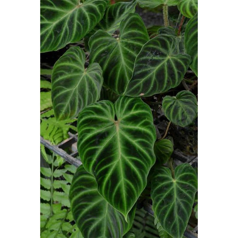 Jual Philodendron Verucosum 4 Daun Real Pict Slide Kedua | Shopee Indonesia
