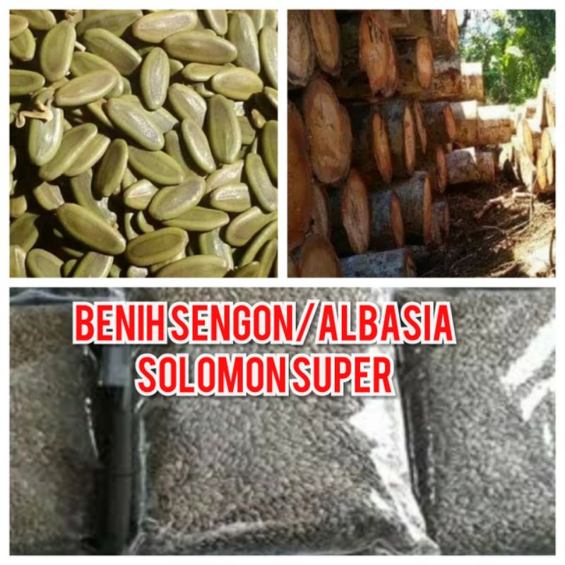 Jual Benih Sengon Solomon/Albasia Super 10 gr dan 25 gr | Shopee Indonesia