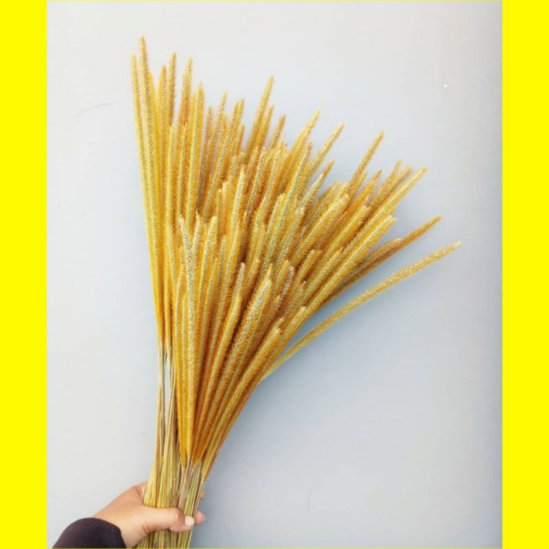 Jual Bunga SATARIA/OSOG OSOG ilalang kering natural | Shopee Indonesia