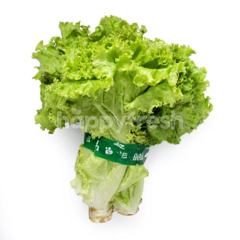 Jual Daun Selada Fresh 250 gram SAYUR PRAKTIS ONLINE BANDUNG | Shopee ...