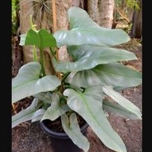 Jual Philo Hastatum Silver Sword Philodendron Hastatum | Shopee Indonesia