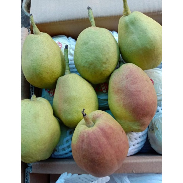 Jual BUAH PIER XIANG LIE MANIS SEGAR BANYAK AIR PENCEGAH PANAS DALAM ...