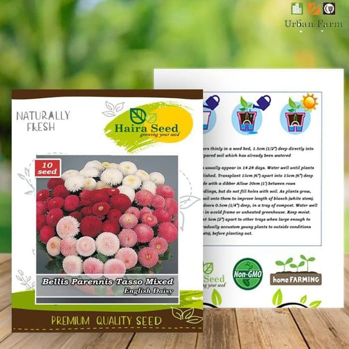 Jual Benih Bunga English Daisy Bellis Tasso Mix | Shopee Indonesia