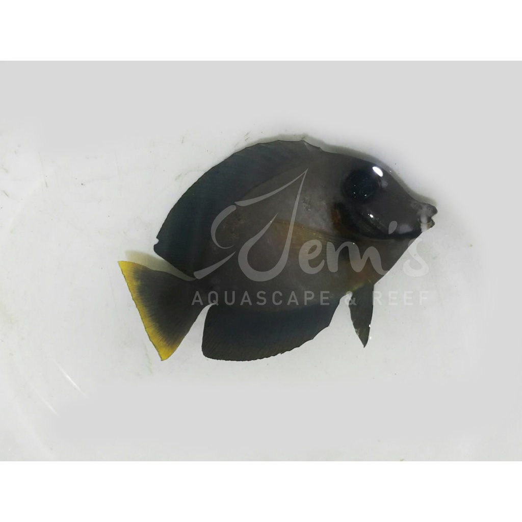 Jual Ikan Botana Model (Mimic Tang) | Shopee Indonesia