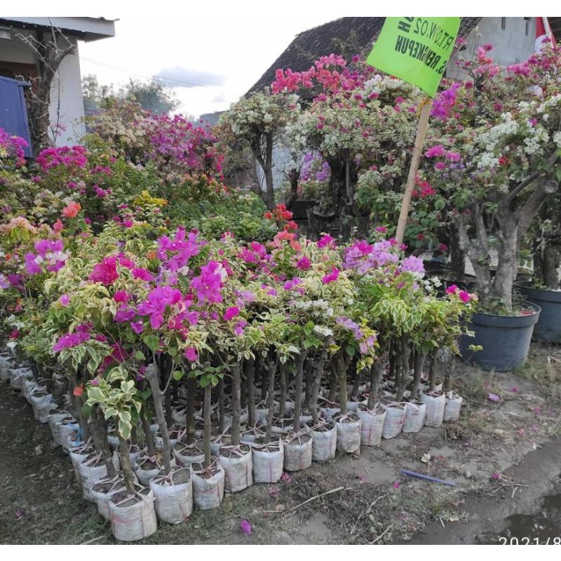 Jual tanaman bibit bunga Bougenville 3 warna jumbo/besar bogenvil bunga ...