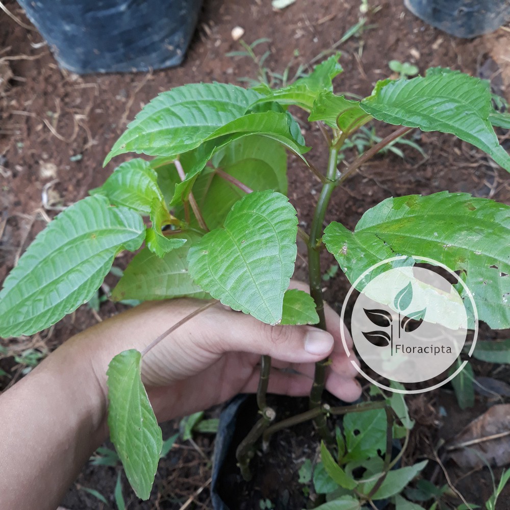 Jual Bibit Tanaman Pohpohan Daun Pohpohan Tanaman Herbal Pohon Pohpohan ...