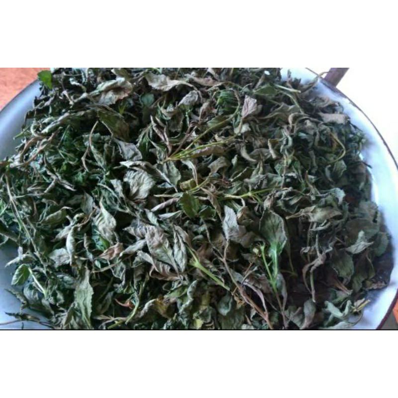 Jual herbal daun pecut kuda kering | Shopee Indonesia