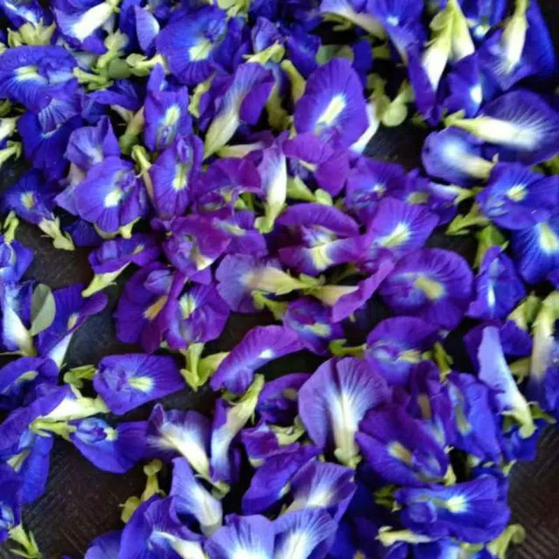 Jual Bunga Telang Kering 10 gram | Shopee Indonesia