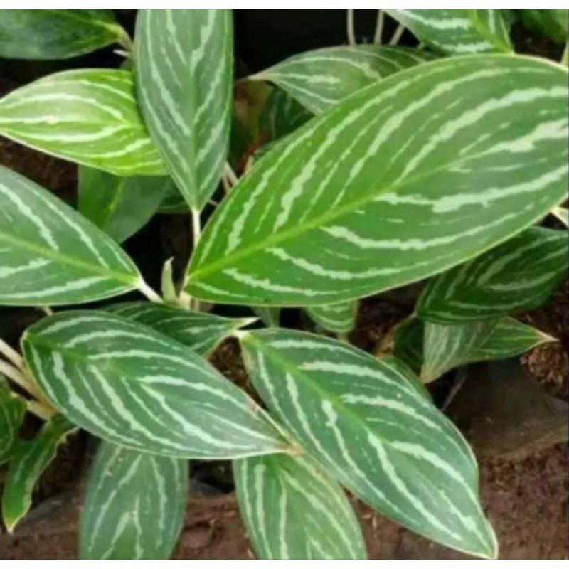 Jual tanaman hias aglonema zebra/blanceng zebra | Shopee Indonesia