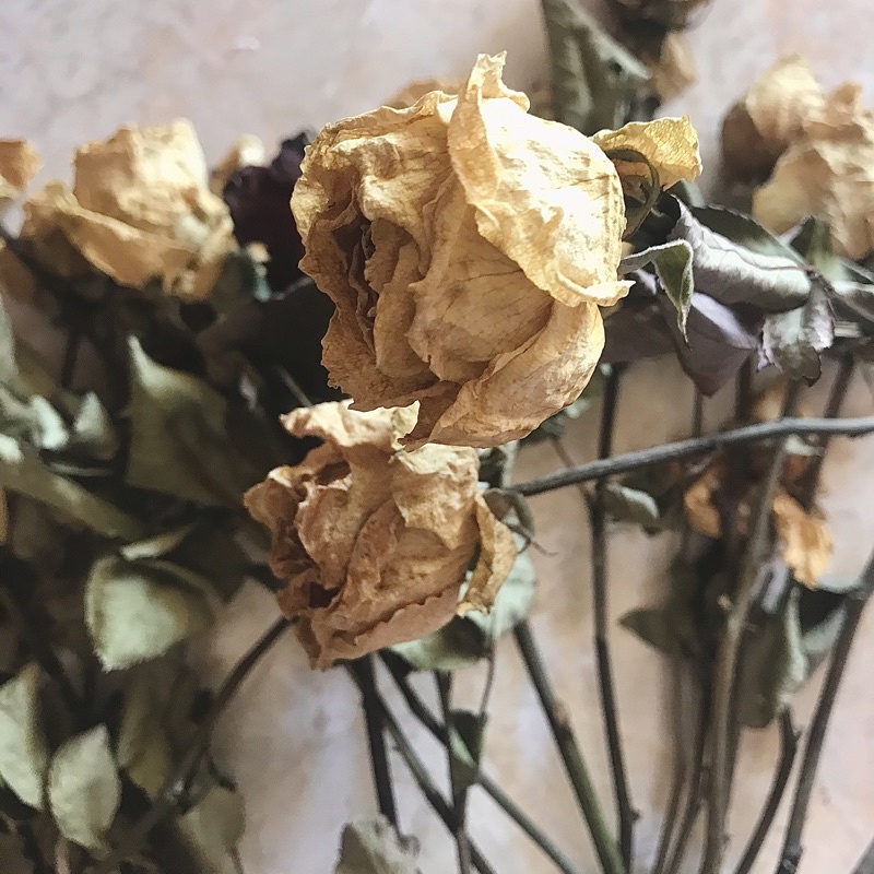 Jual Mawar Kering/ Rose Dried Flower / Bunga Kering | Shopee Indonesia
