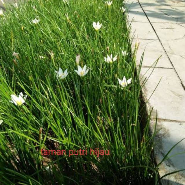 Jual Tanaman Hias kucay bunga lily tulip putih | Shopee Indonesia
