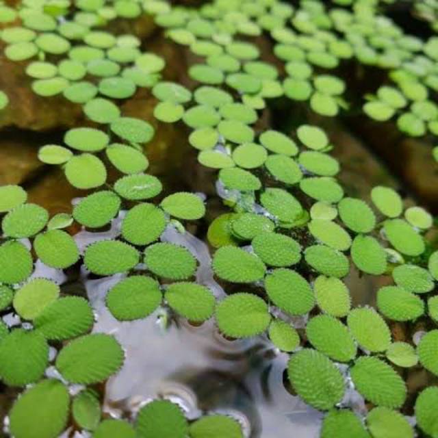 Jual Water Spangles (Salvinia minima) | Shopee Indonesia