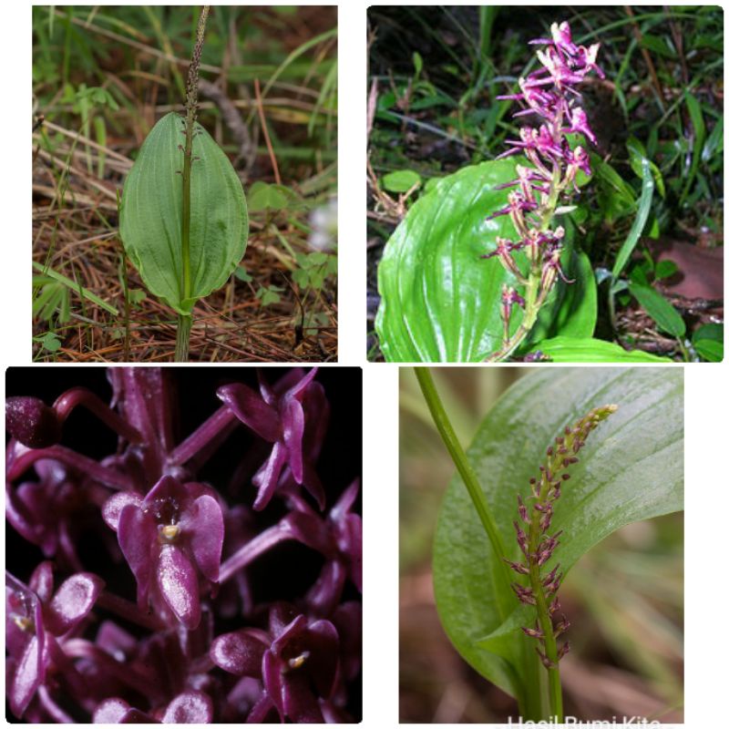 Jual Anggrek Malaxis Purple Orchid Sp Pakpak Lagan Anggrek Hutan ...
